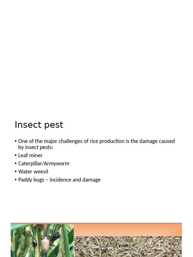 Paddy Bug Ppt | PDF