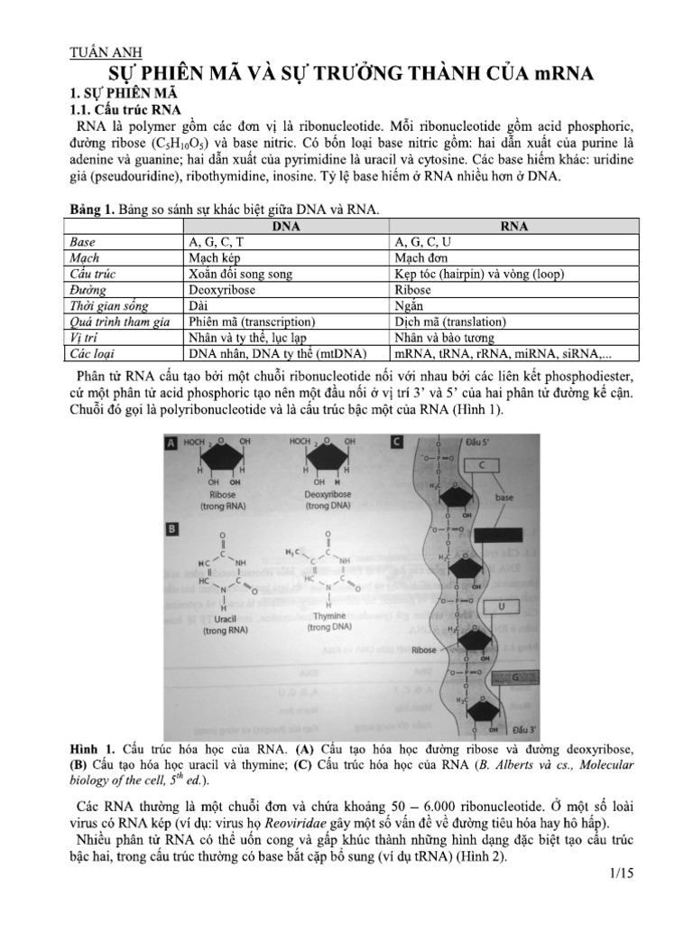 PHIÊN MÃ VÀ TRƯ NG THÀNH mRNA 20.2.23 | PDF