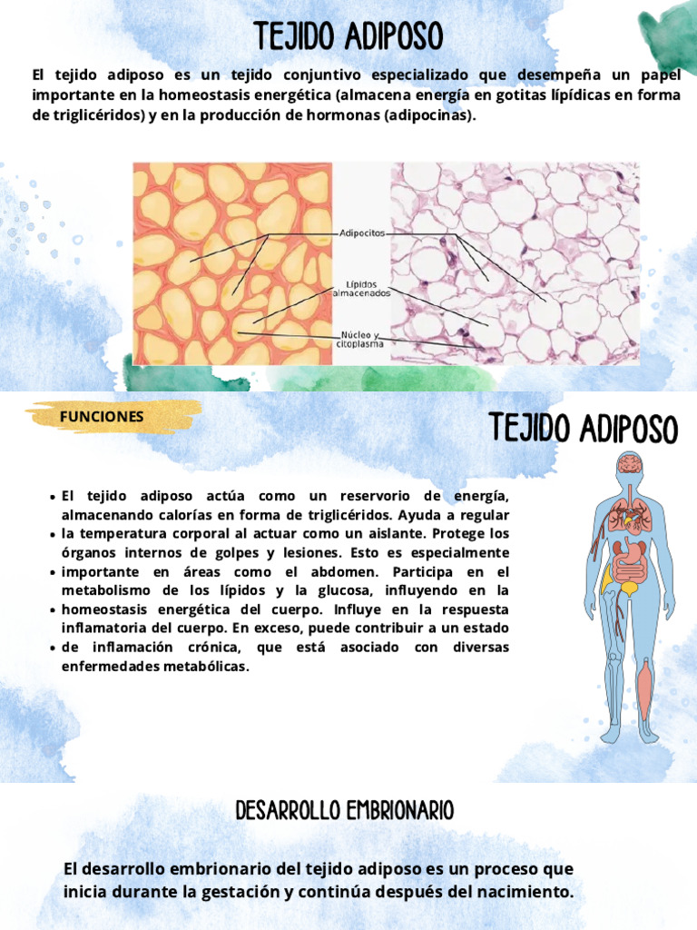Tejido Adiposo | PDF | Tejido adiposo | Inflamación