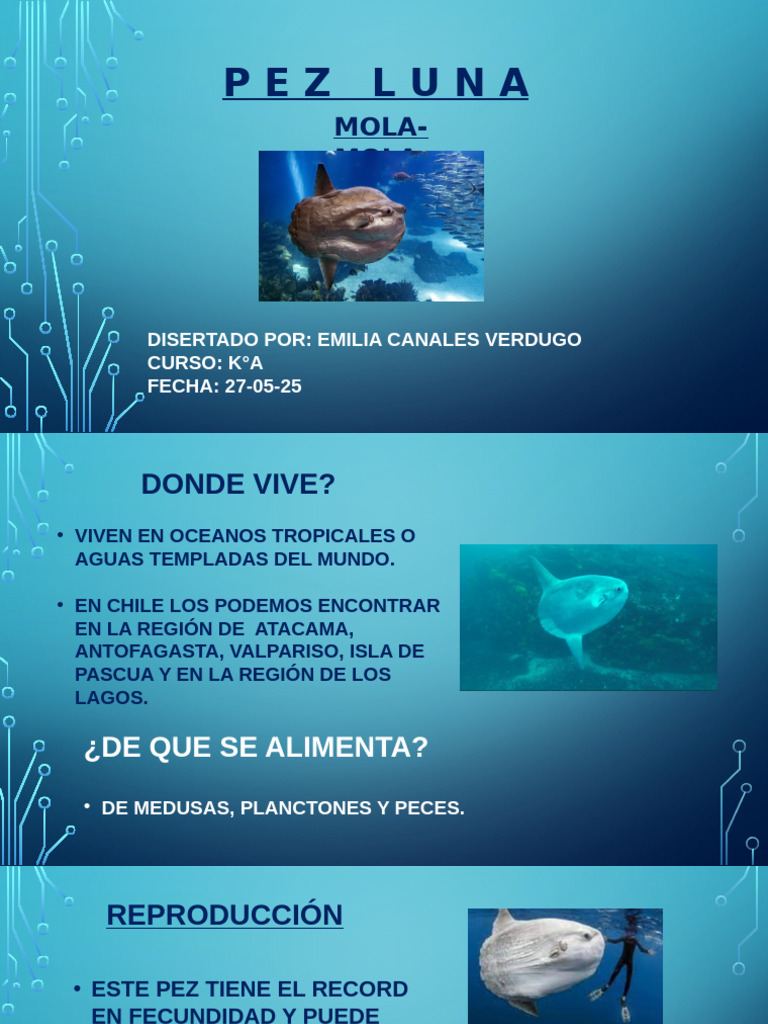 PEZ LUNA | PDF