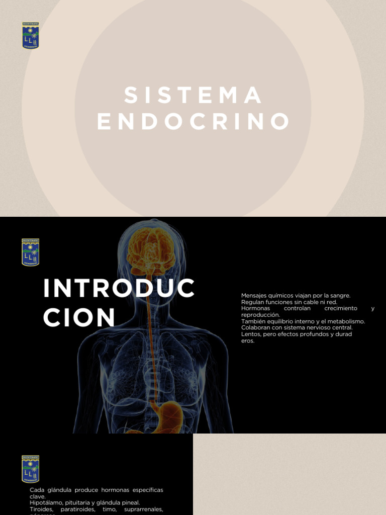 Sistema Endocrino | PDF | Glándula pituitaria | Sistema endocrino