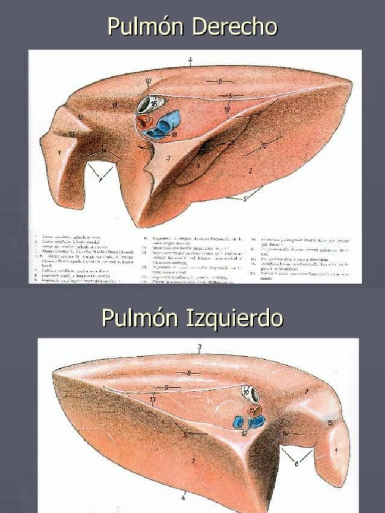 Glandula Hepatica Slidesaver - App - CMQNSV | PDF