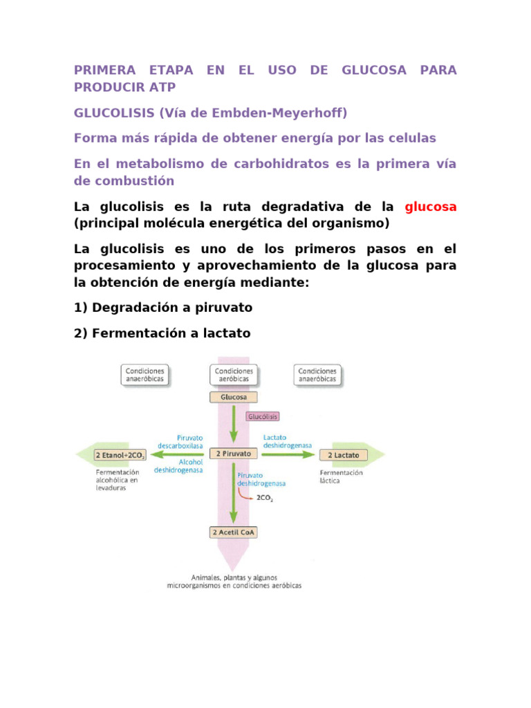 Glucólisis: Producción de ATP en Células | PDF | Trifosfato de ...