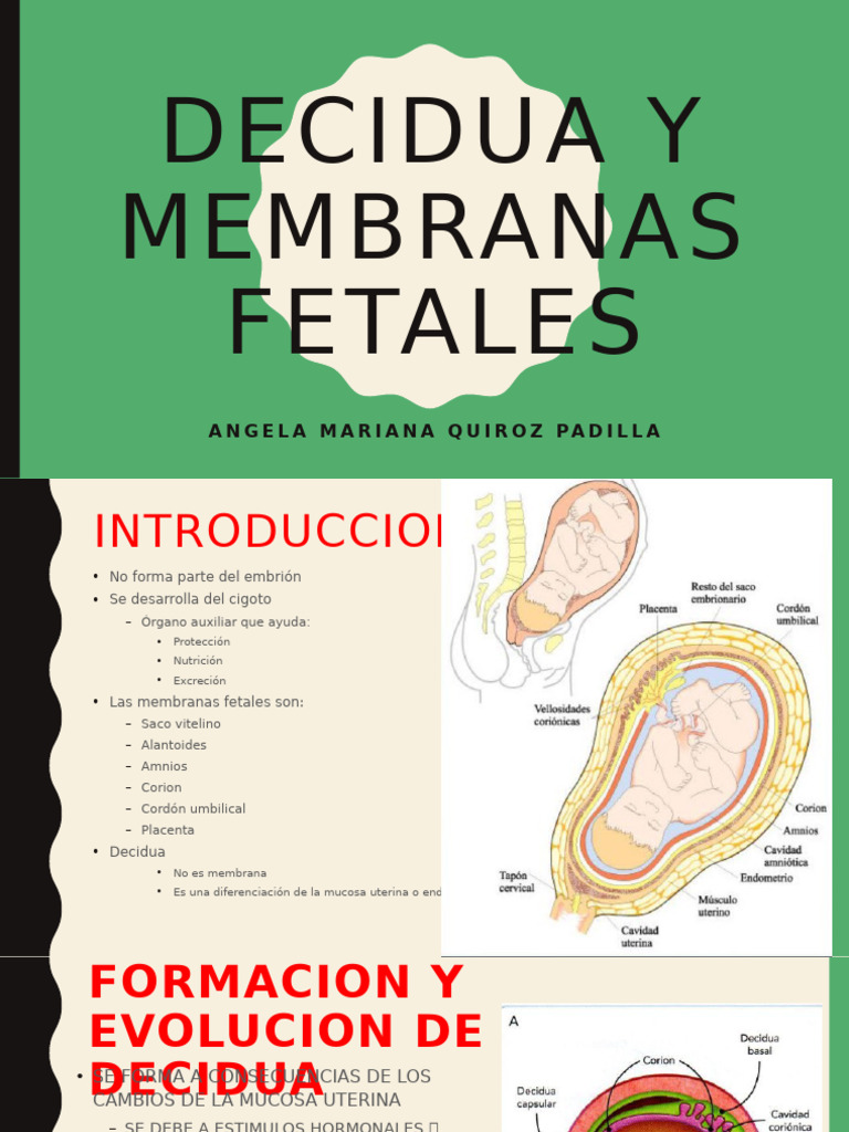 Decidua y Membranas Fetales | PDF | Placenta | Feto