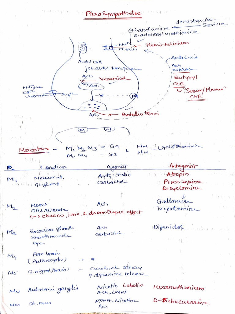 Cholinergic Drug Medchem | PDF