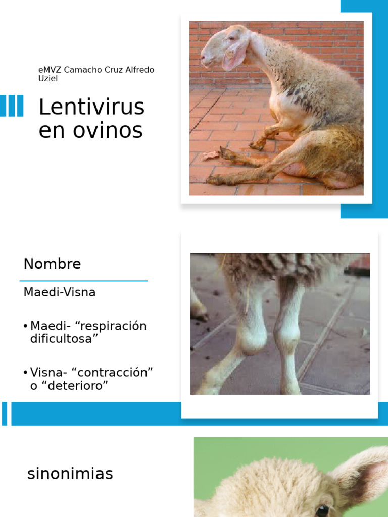 Lentivirus en ovinos: Maedi-Visna y diagnóstico | PDF | Retrovirus ...