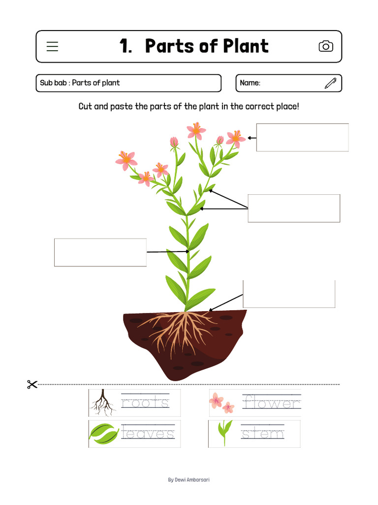 Parts of Plants: Worksheets for Grade 4 | PDF | Plant Stem | Leaf