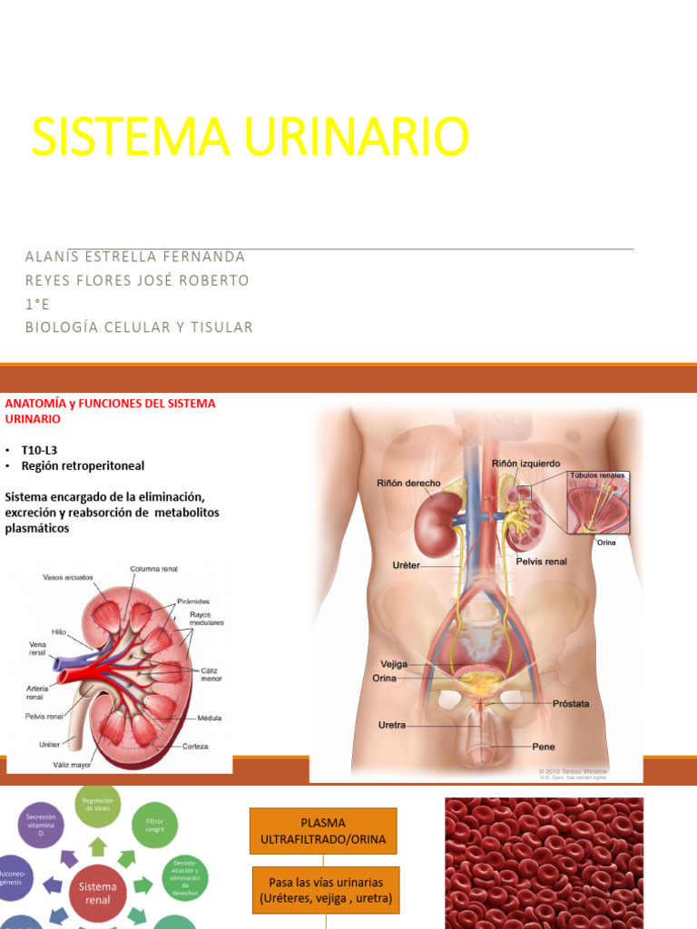 Histología del sistema urinario | PDF | Riñón | Sistema urinario