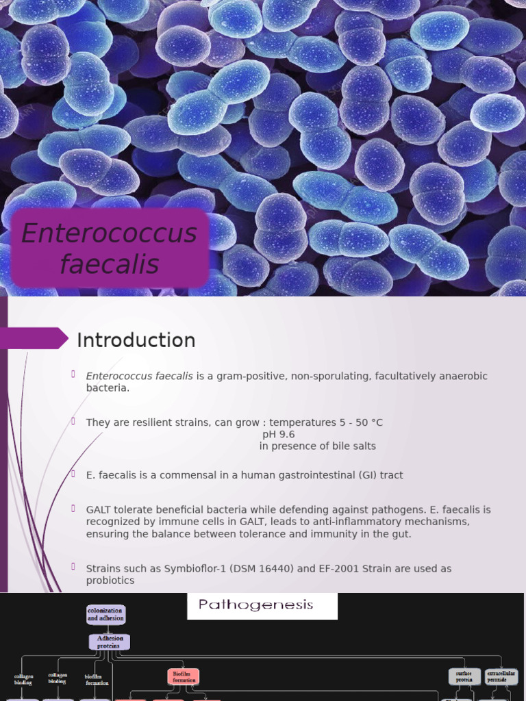 Enterococcus faecalis: Overview and Treatment | PDF | Antibiotics ...