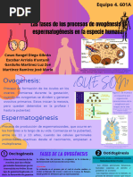 Esquema Proceso Gametogénesis Detallado | PDF | Mitosis | Sistema reproductivo