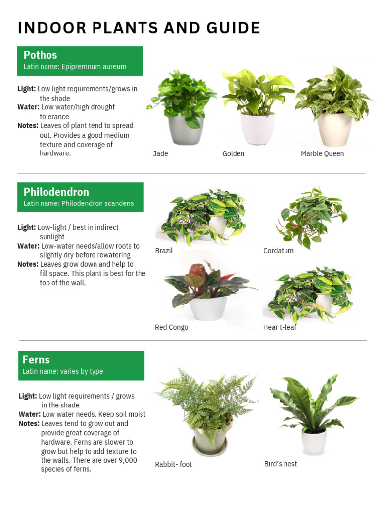 Indoor+Plant+Guide PDF | PDF | Botany | Plants
