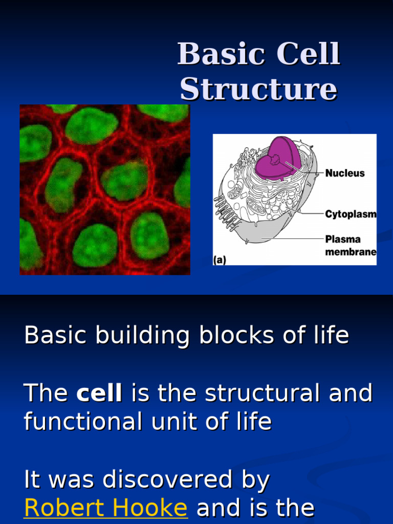 Basic Cell Structure | PDF | Endoplasmic Reticulum | Cell (Biology)