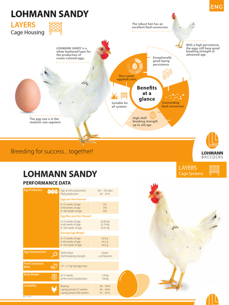 2021 Lohmann-Infographic SANDY-CAGE ENG | PDF | Egg | Poultry Farming