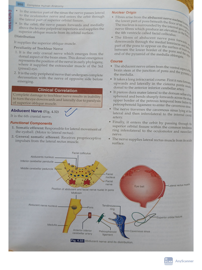6th Cranial Nerves | PDF