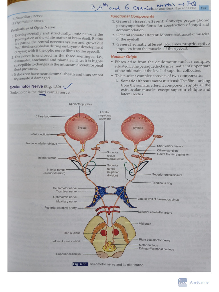 3rd And4th Cranial Nerves | PDF