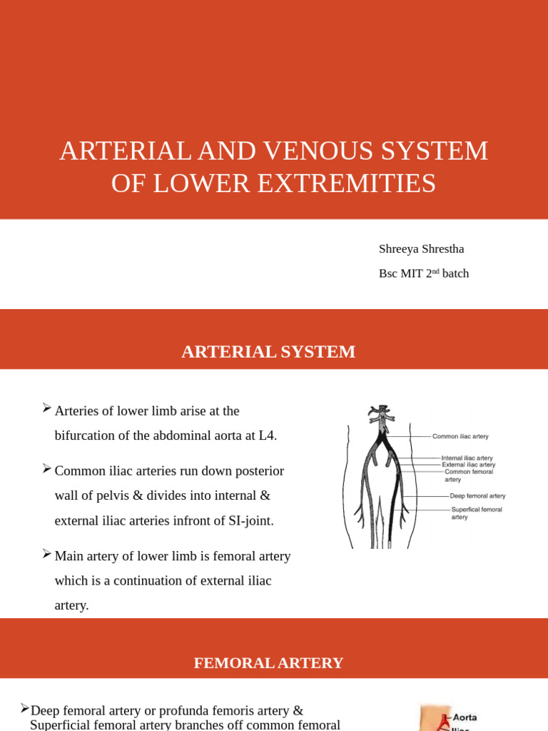 Arterial and Venous System of Lower Extremities | PDF | Human Leg | Vein