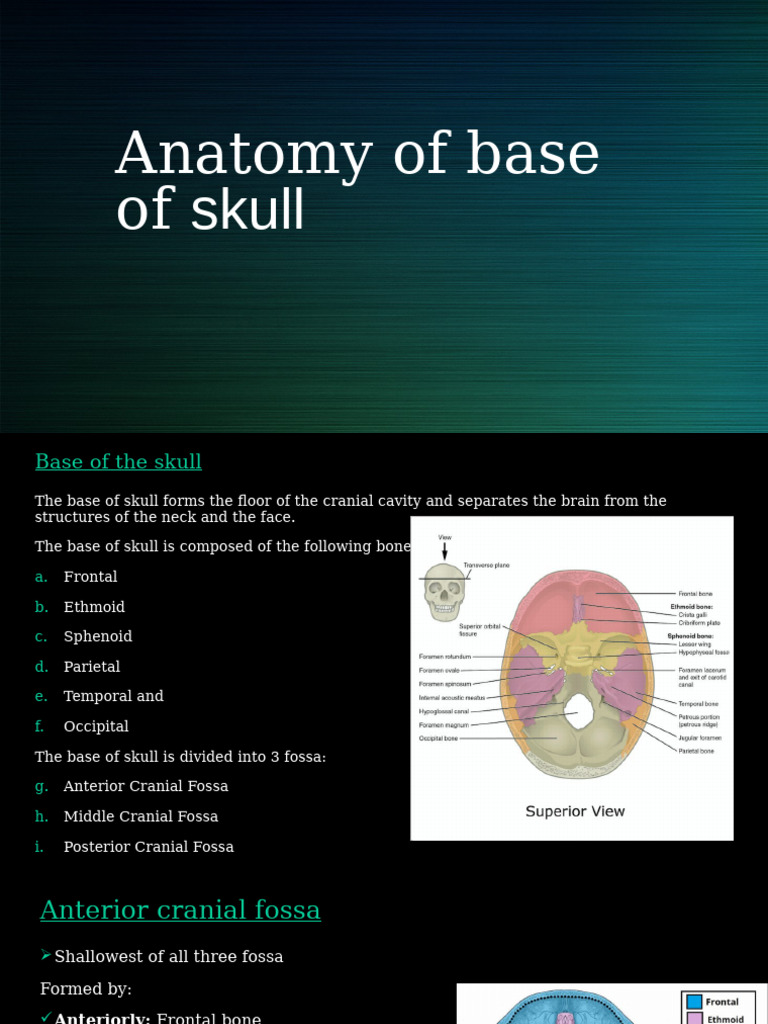 Anatomy of Base of Skull | PDF | Skull | Human Head And Neck