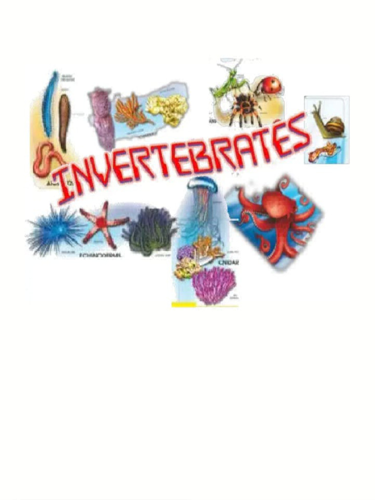 Animal Diversity | PDF