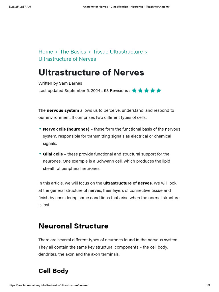 Anatomy of Nerves - Classification - Neurones - TeachMeAnatomy | PDF ...