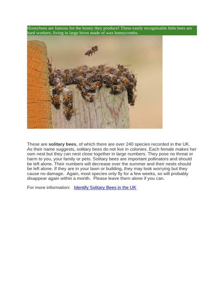 Understanding Solitary Bees in the UK | PDF