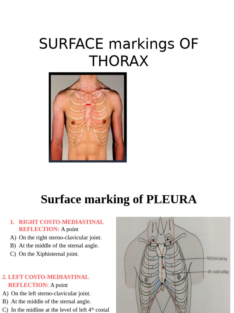 Surface Marking Thorax | PDF | Thorax | Thorax (Human Anatomy)