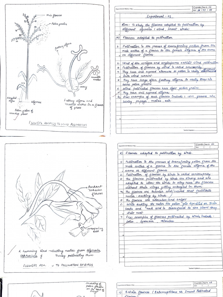 Class 12 Practical File | PDF