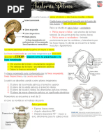 Anatomía de la Vagina y Vulva | PDF | Vagina | Ginecología