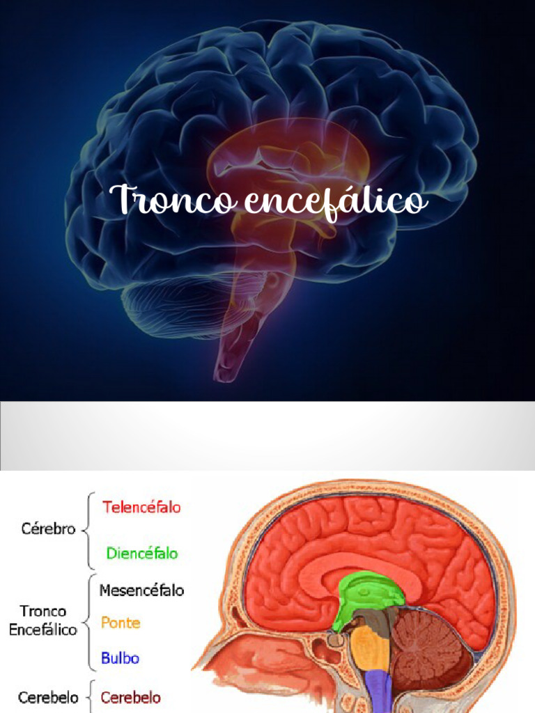 Aula 3 - Anatomia do tronco encefálico | PDF | Cerebelo | Sistema nervoso