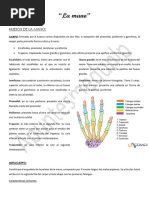Articulación Radiocarpiana | PDF | Articulación | Extremidades (anatomía)