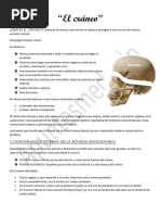 Estructura del Cráneo: Endobase y Exobase | PDF | Otorrinolaringología ...