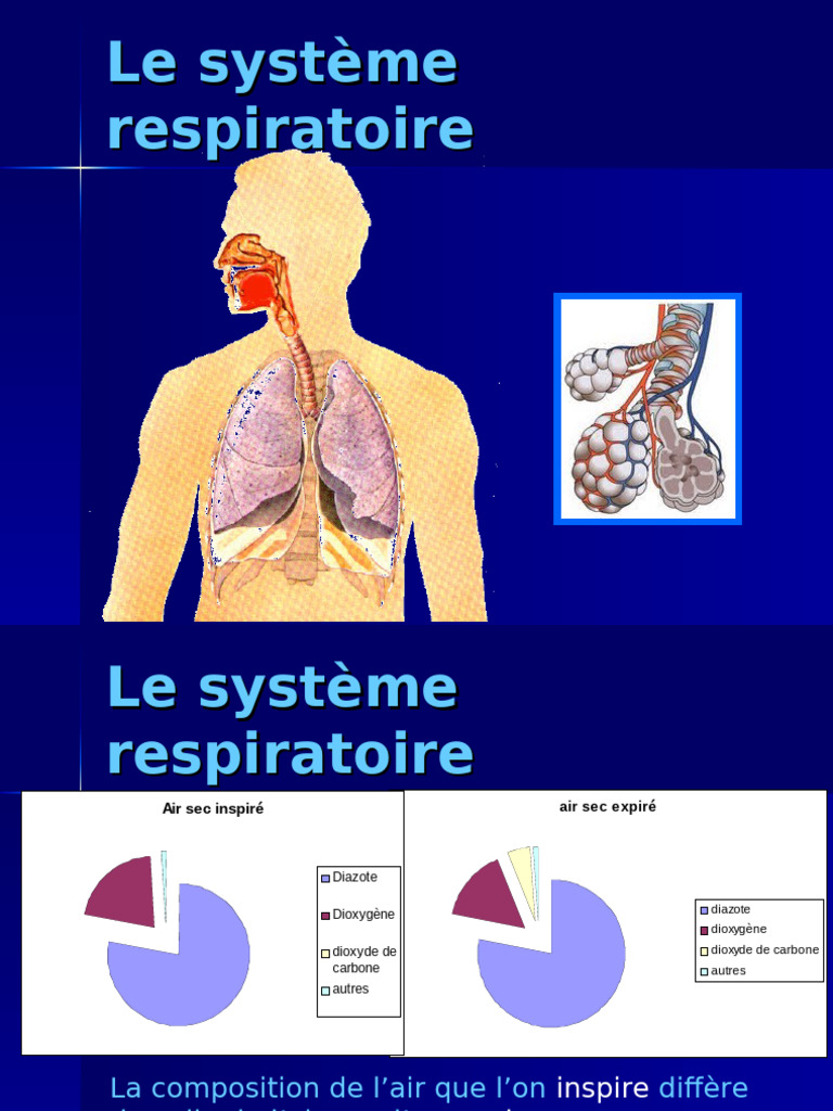 Fonctionnement de l'appareil respiratoire | PDF | Système respiratoire ...