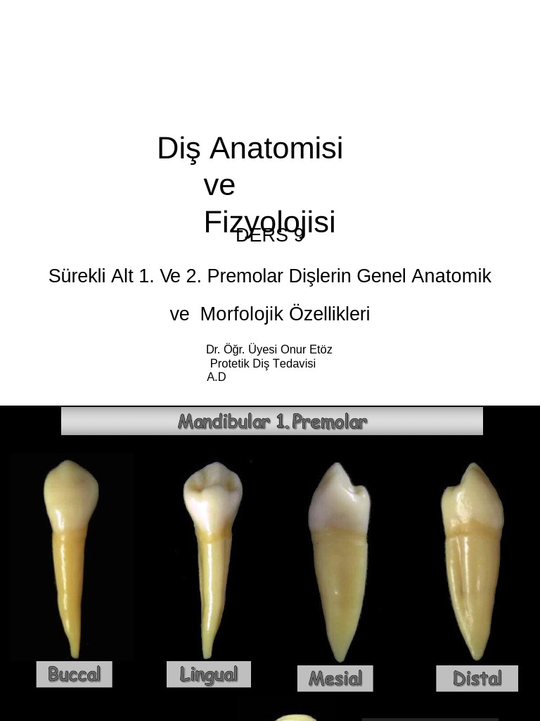 Sürekli Alt 1. Ve 2. Premolar Dişlerin Genel Anatomik Ve Morfolojik Özellikleri | PDF