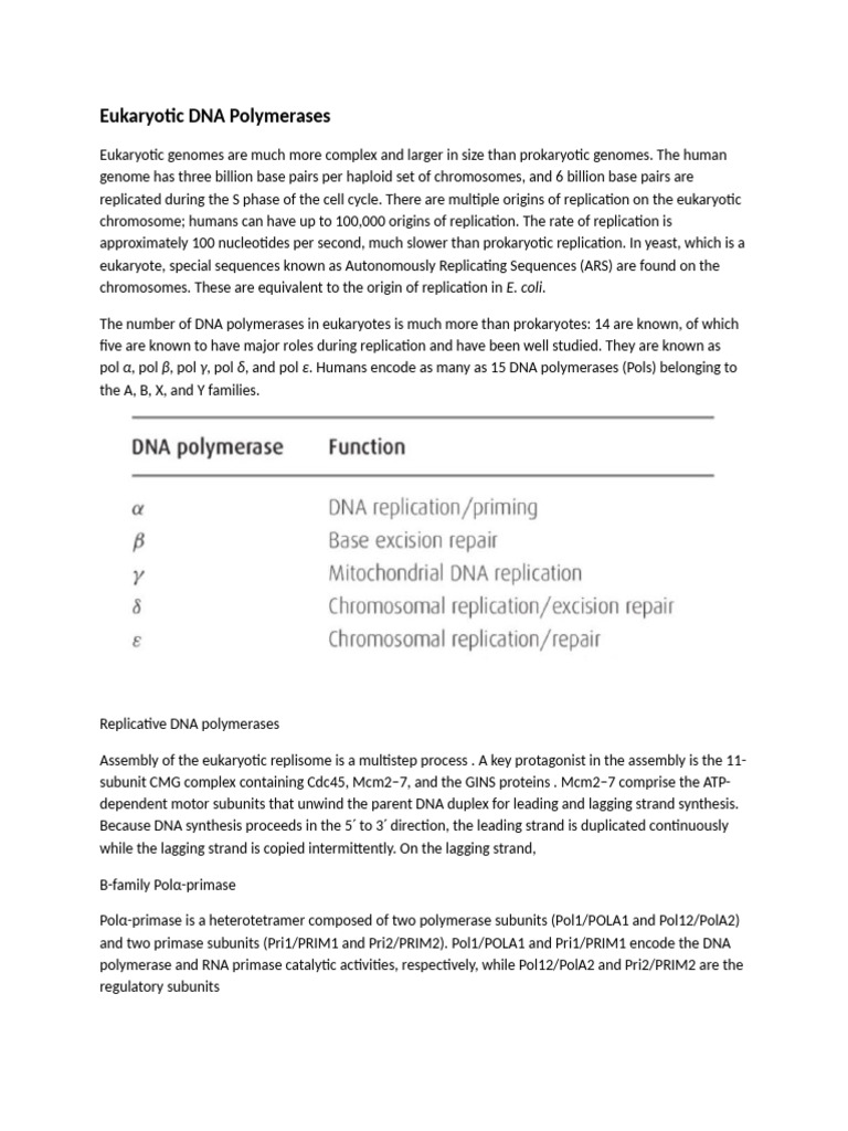Eukaryotic DNA Polymerases | PDF | Dna Replication | Nucleic Acids