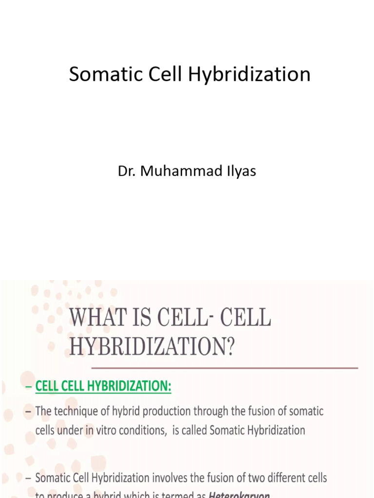 Lecturer 10 Somatic Cell Hybridization | PDF