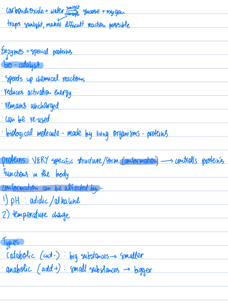 Enzymes - Biology AR 2 Notes | PDF