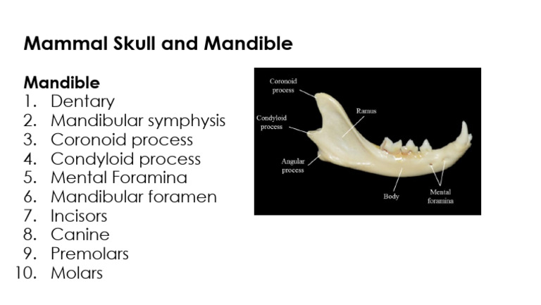 Mammal Skull & Mandible | PDF