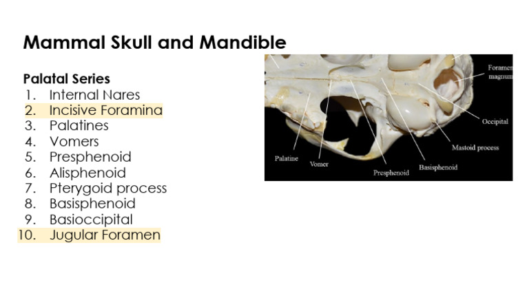 Mammal Palatal Series | PDF