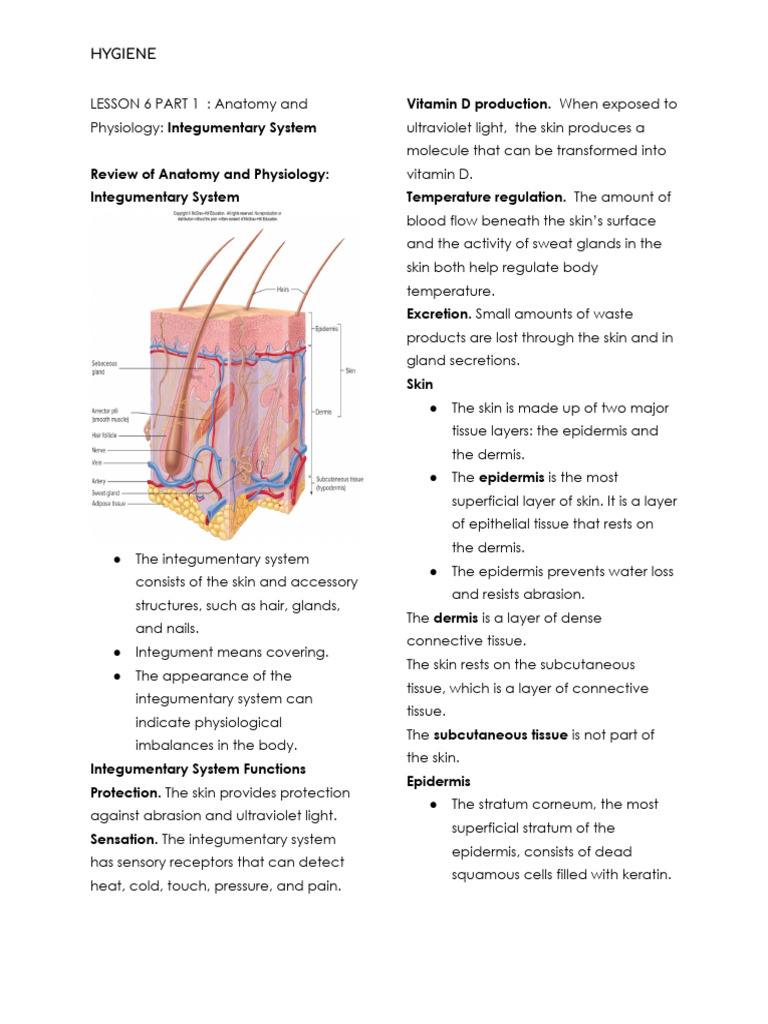 LESSON 6 PART 1 - Anatomy and Physiology - Integumentary System | PDF | Integumentary System | Skin