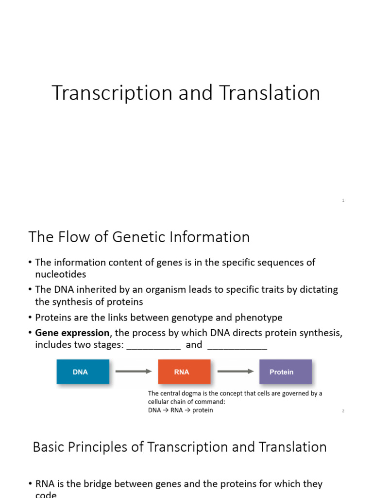 Topic 9 TranscriptionTranslation For Students | PDF | Translation ...