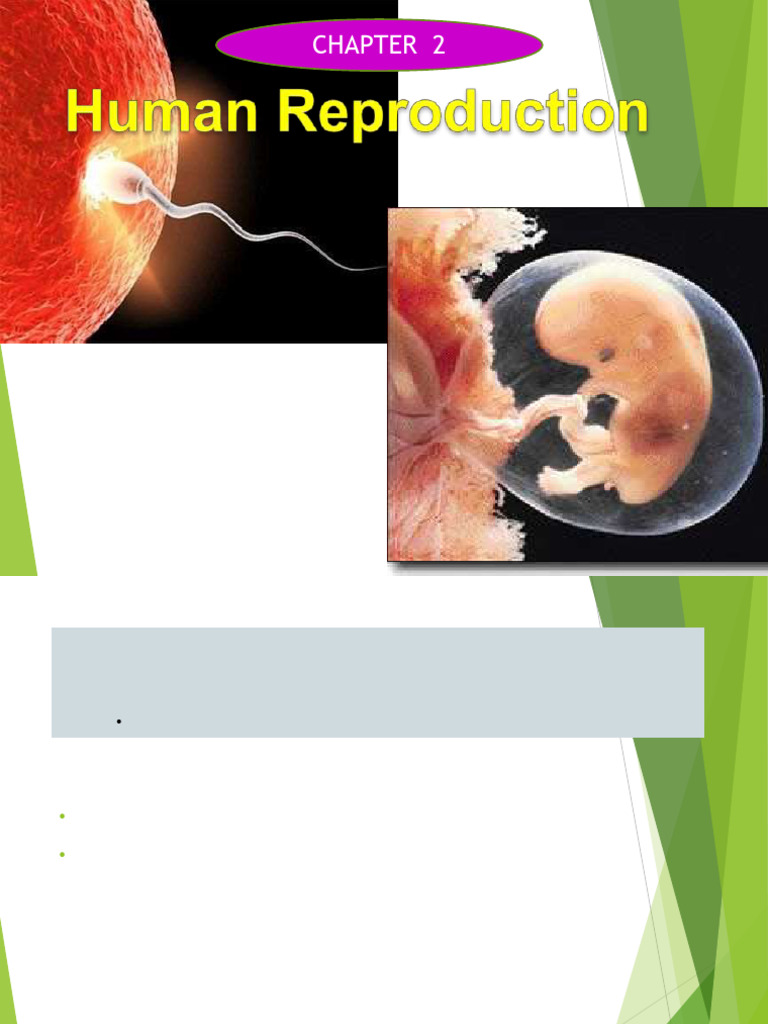 Understanding Human Reproductive Systems | PDF | Testicle | Menstrual Cycle