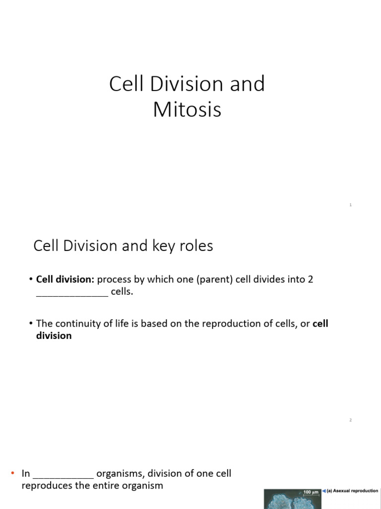 Topic 12 Part 1 Mitosis For Students | PDF | Mitosis | Chromosome