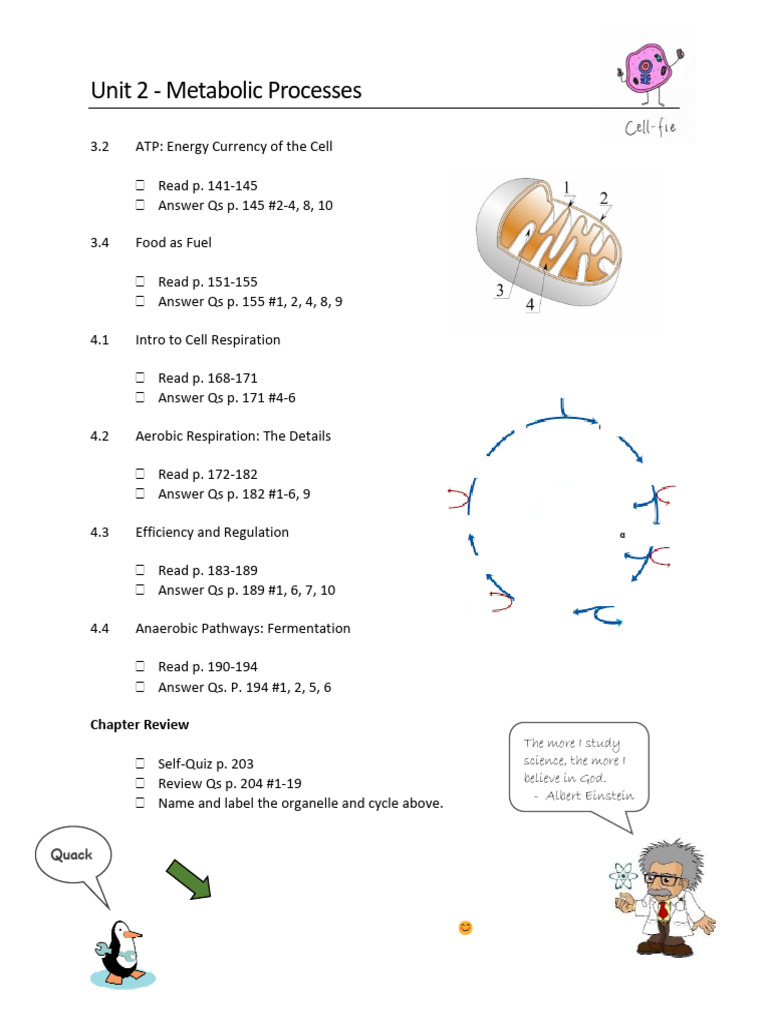 0 - Cell Resp Questions | PDF
