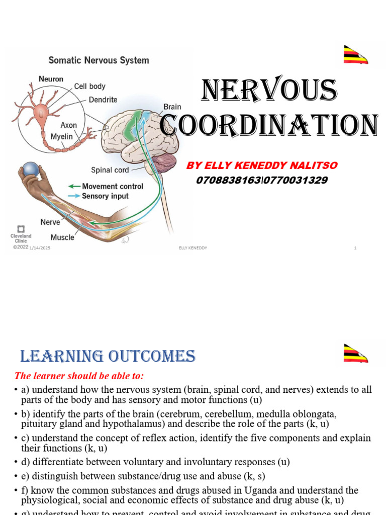 Nervous Coordination by at Elly Keny-1 | PDF | Axon | Neuron