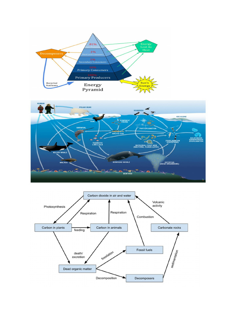 Bio Diagrams | PDF