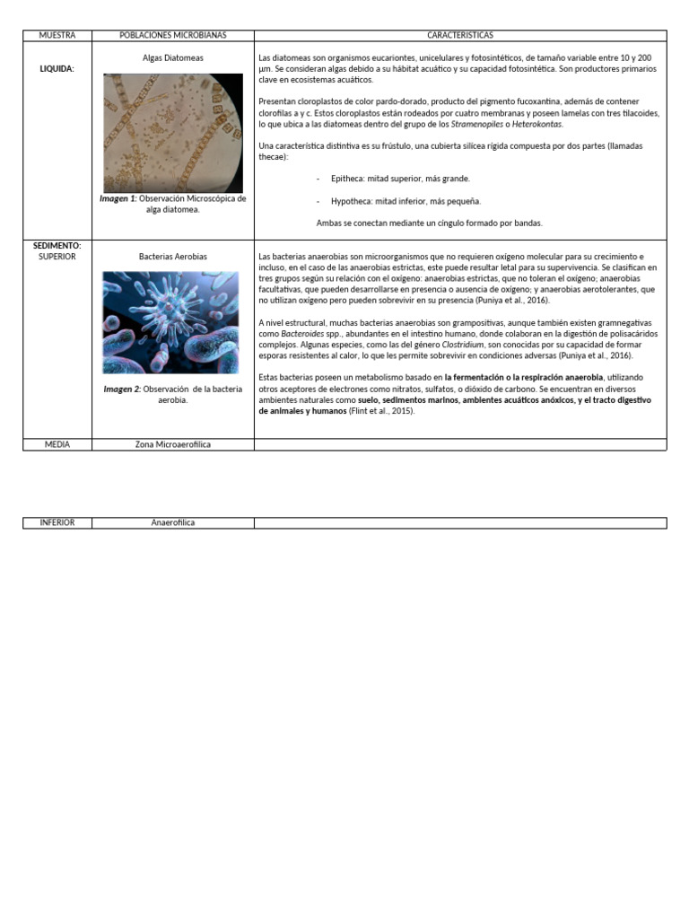 Semana 3 Practica 1 | PDF | Las bacterias | Algas