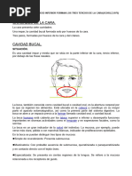 Cavidad Orbitaria, Pterigoidea, Tempora, Fosas Nasales, Pterigomaxilar ...