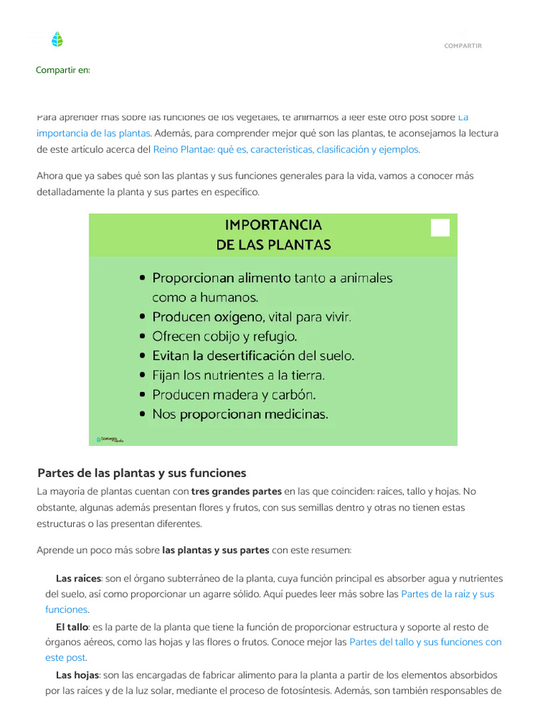 Partes y funciones de las plantas | PDF | Plantas | Raíz