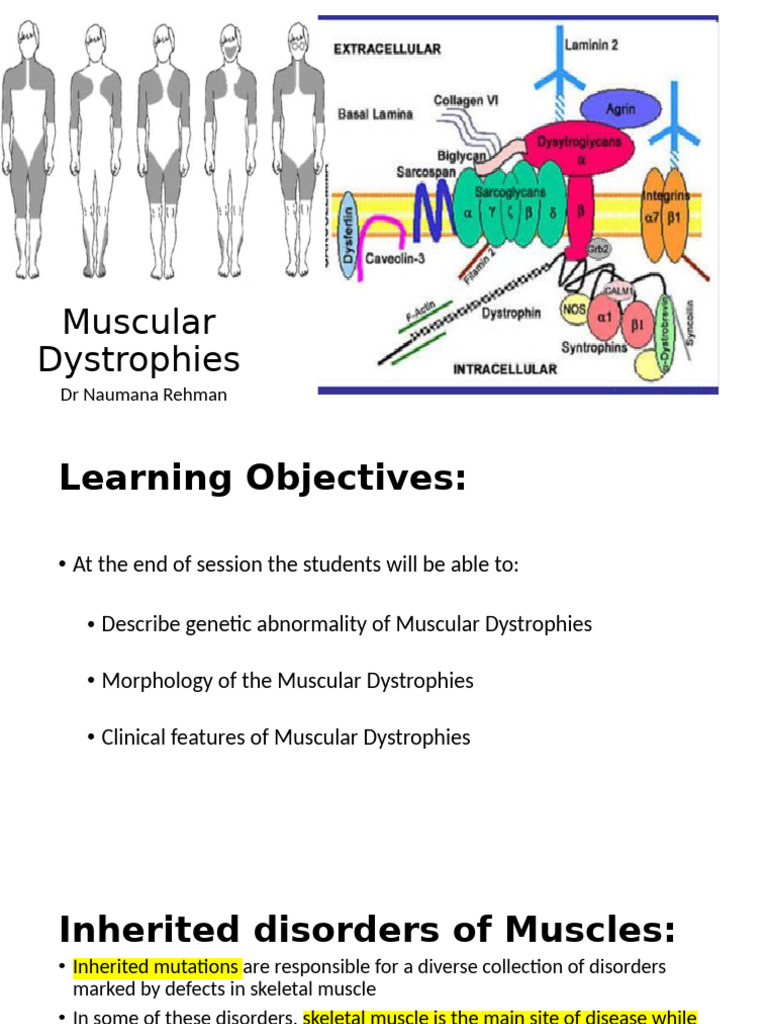 Muscular Dystrophies | PDF | Muscular Dystrophy | Genetic Disorder