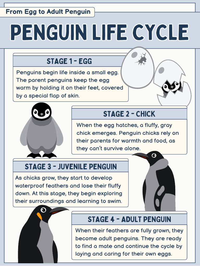 Life Cycle of A Penguin Poster in Gray and White Illustrative Style | PDF