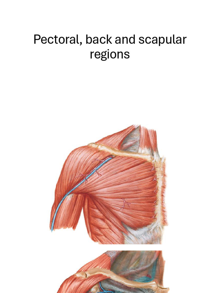 Anatomy Labelled Diagrams | PDF | Limbs (Anatomy) | Human Anatomy